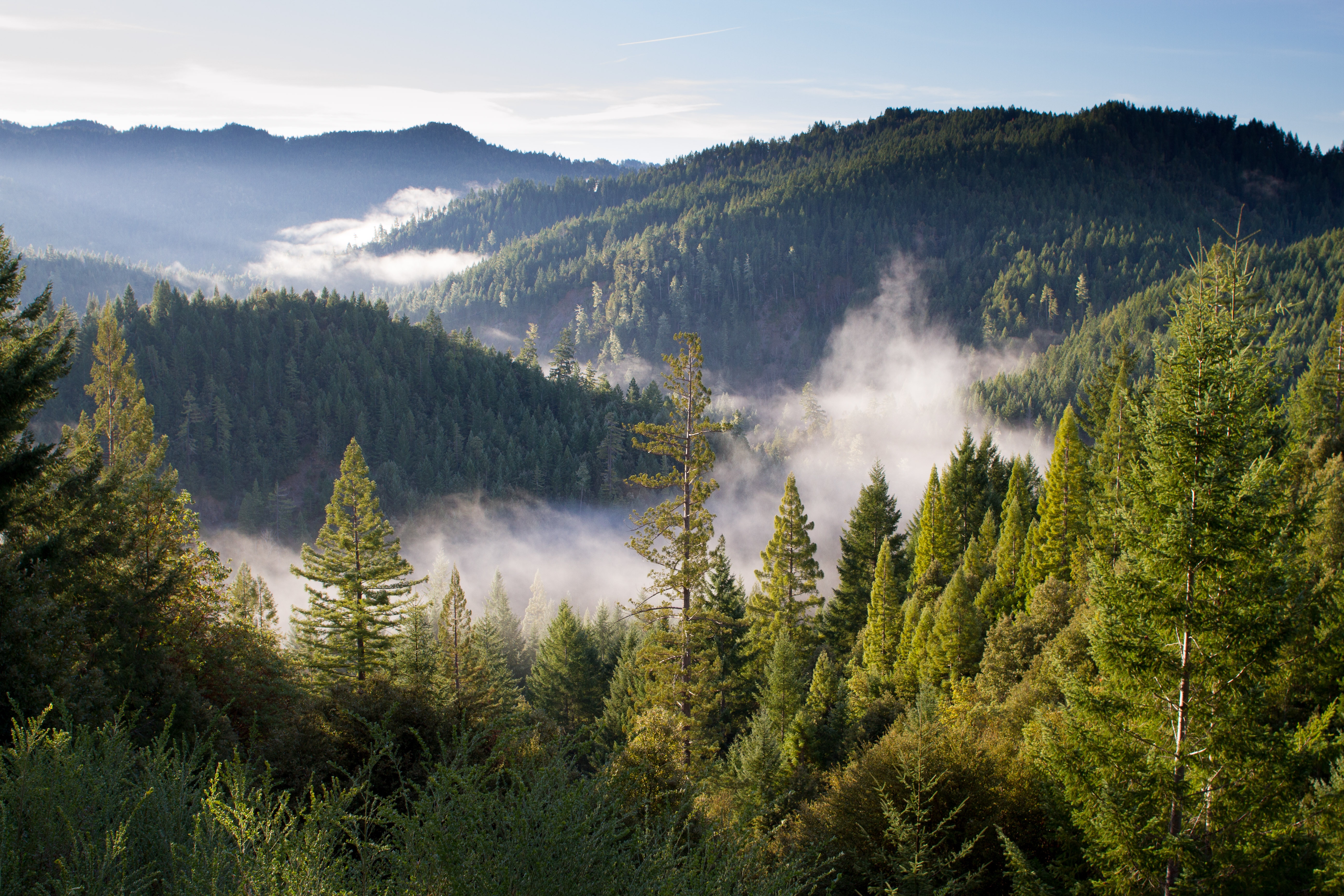 TAX TREES – TAX TREES